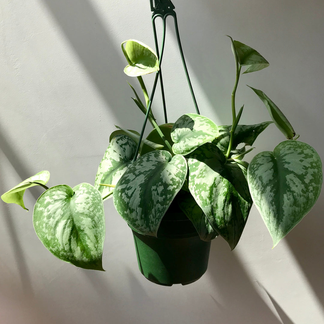 Silver Splash Pothos - Scindapsus Pictus Exotica – Local Branch