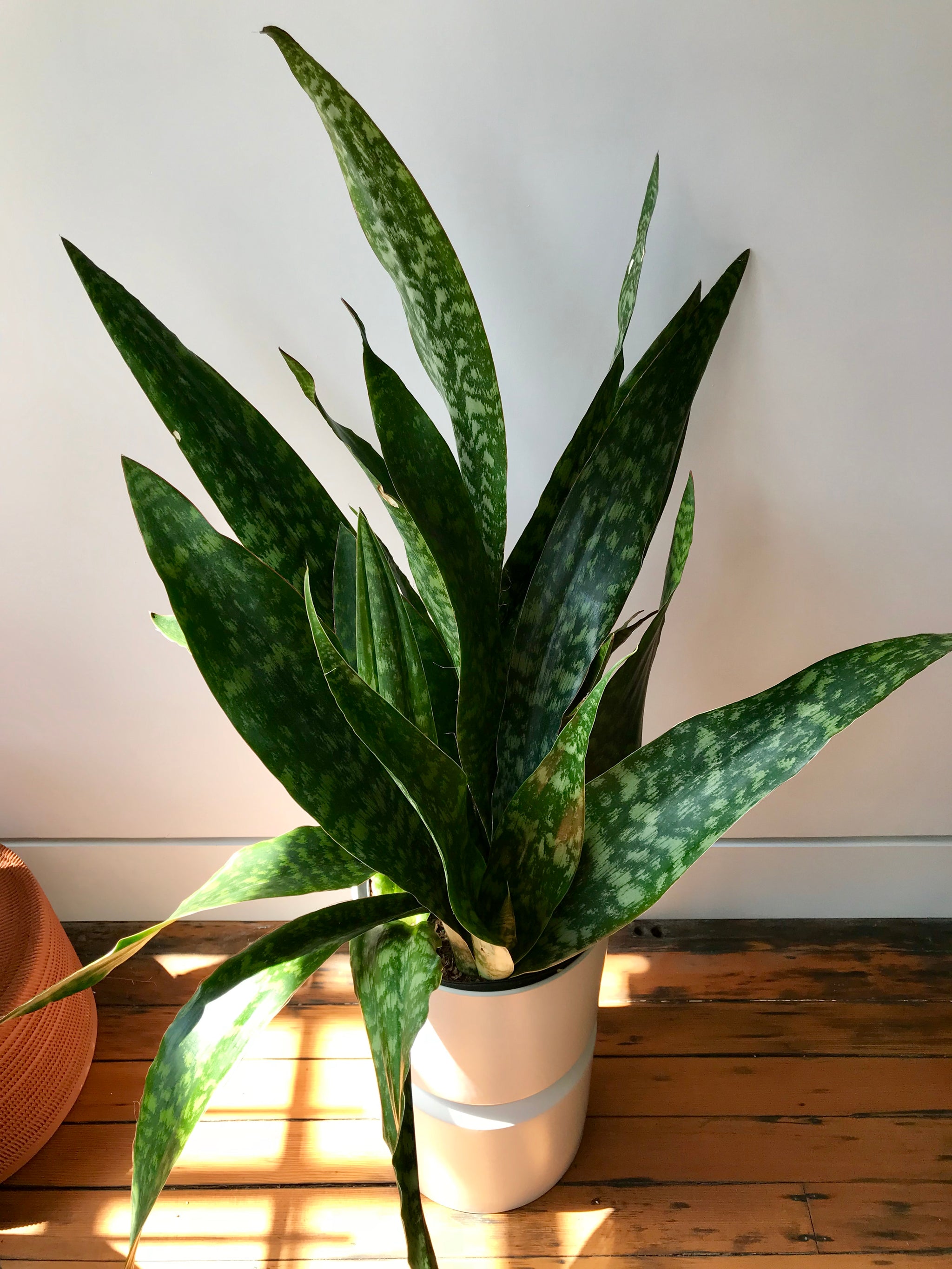Jaboa Snake Plant - Dracaena Jaboa – Local Branch