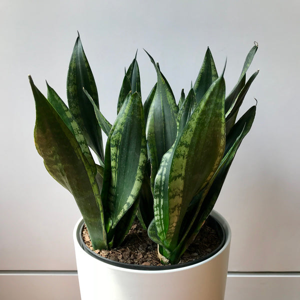 Whitney Snake Plant - Dracaena Whitney – Local Branch