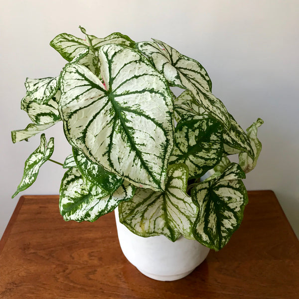 Caladium White Christmas - Tricolor Caladium – Local Branch