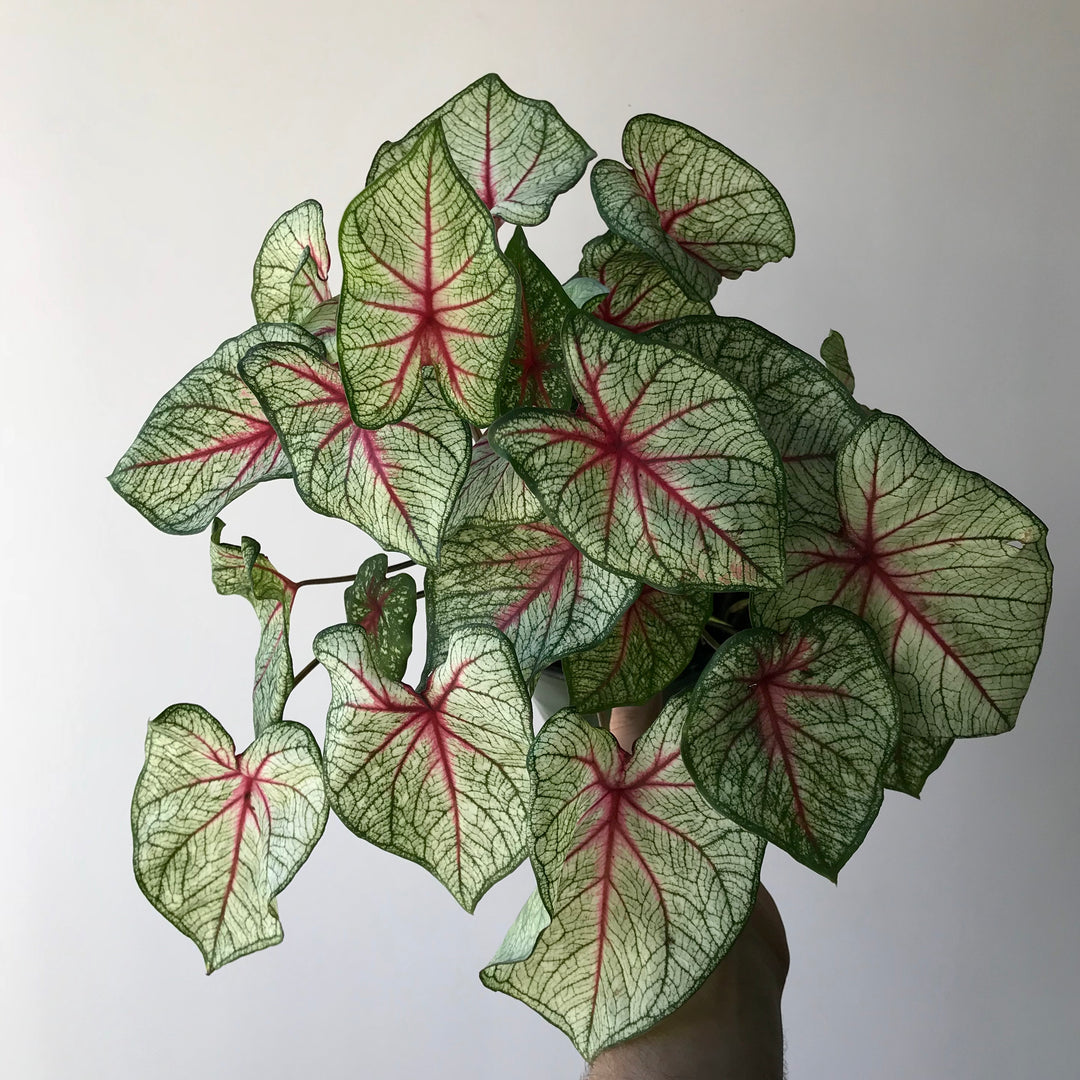 Caladium Tricolor - White Queen – Local Branch
